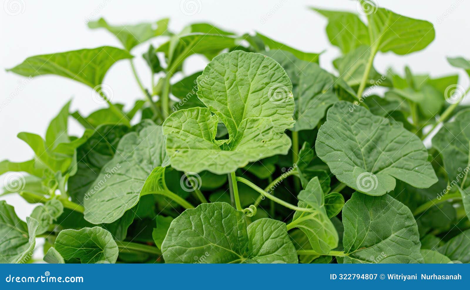 Genjer Vegetable Plants. Genjer Vegetable Leaves are Green on a White ...