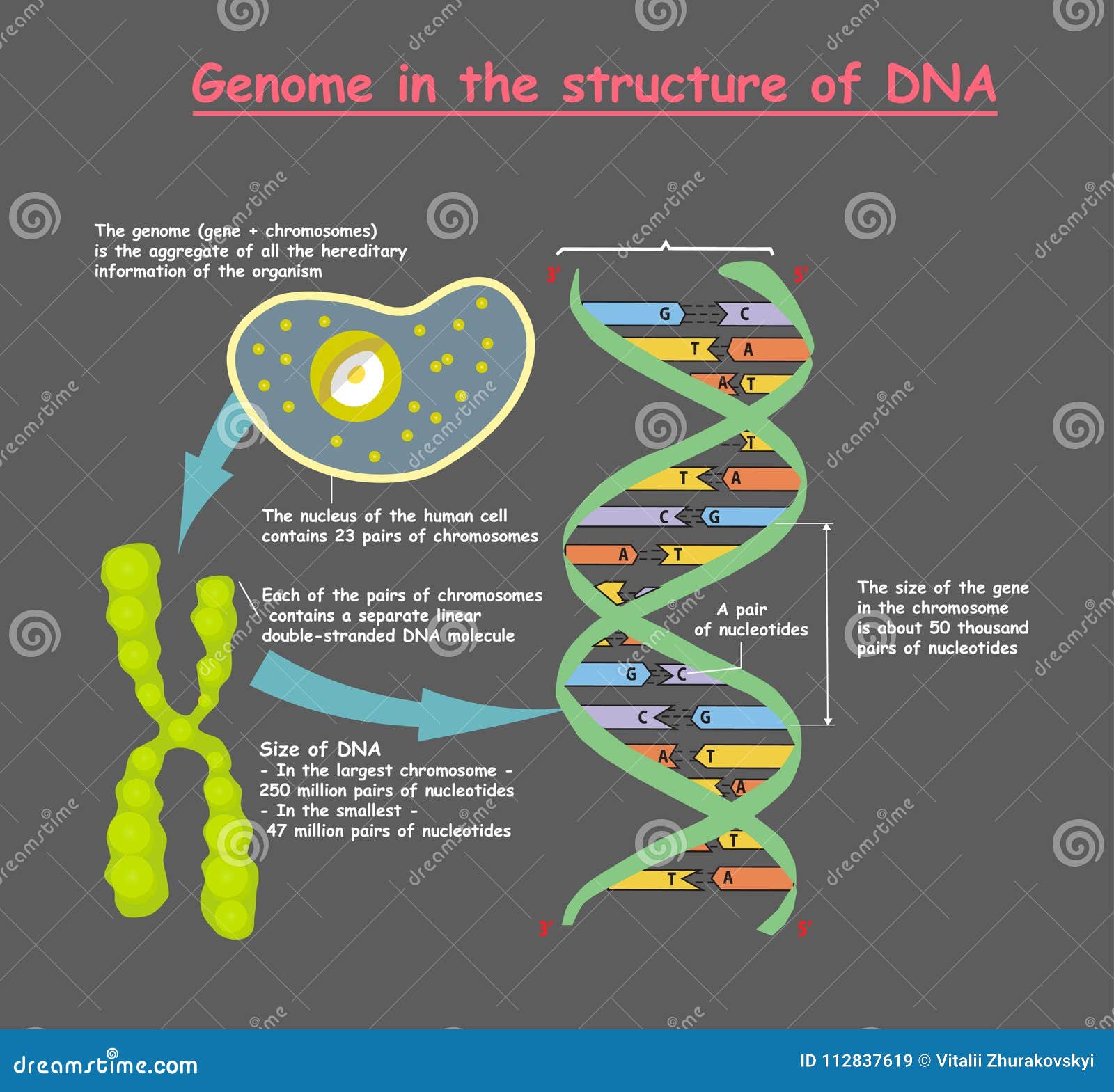 Genome in the Structure of DNA on Grey Background. Genome Sequence ...