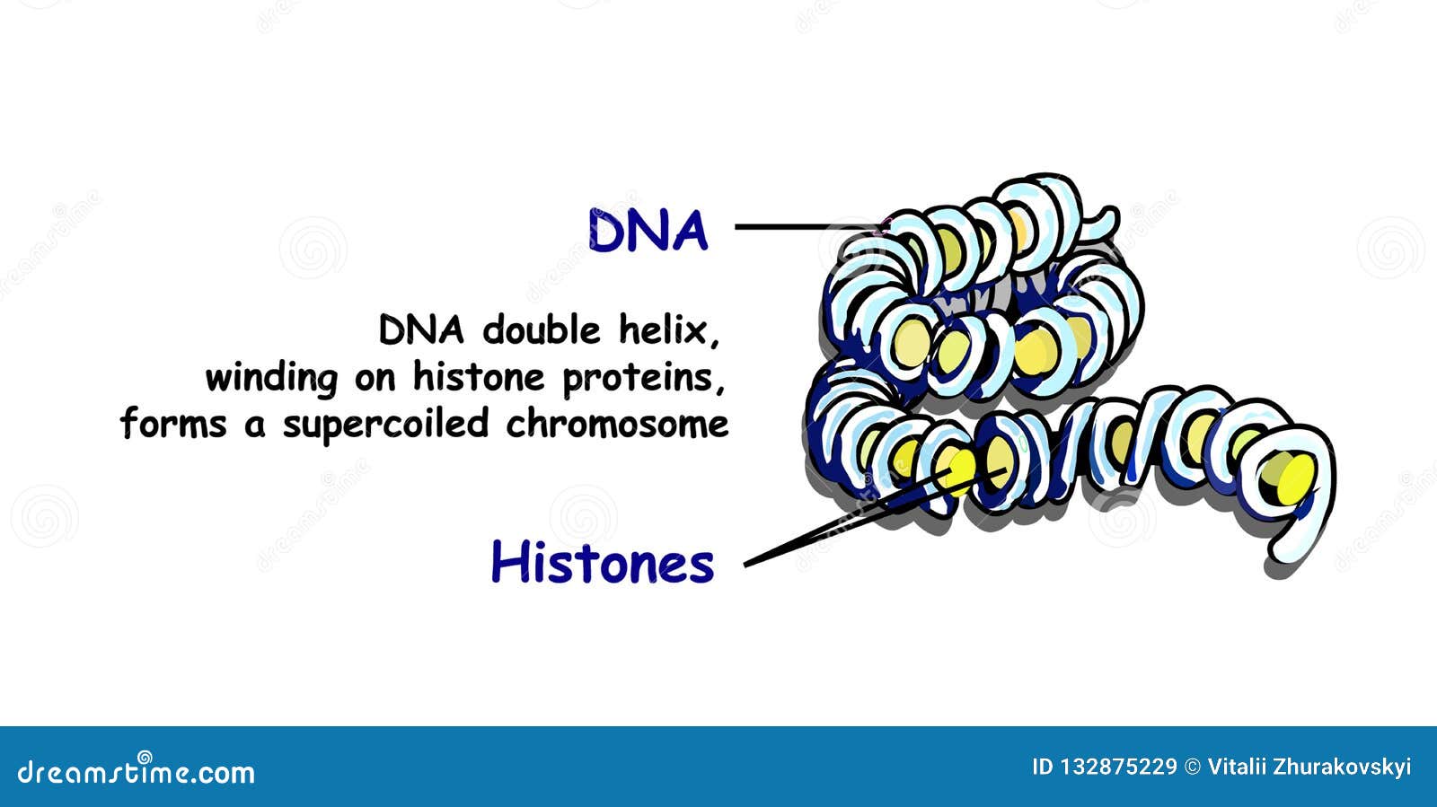 Genome in the Structure of DNA. Genome Sequence. Telo Mere is a ...