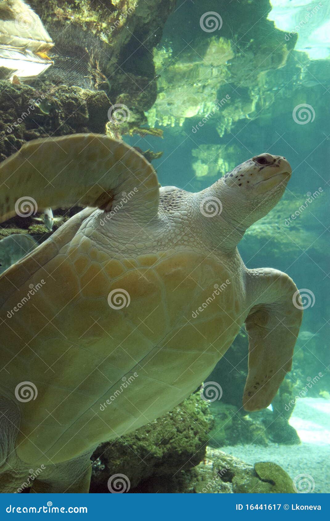 Genova aquarium (Italy) stock image. Image of turtle - 16441617