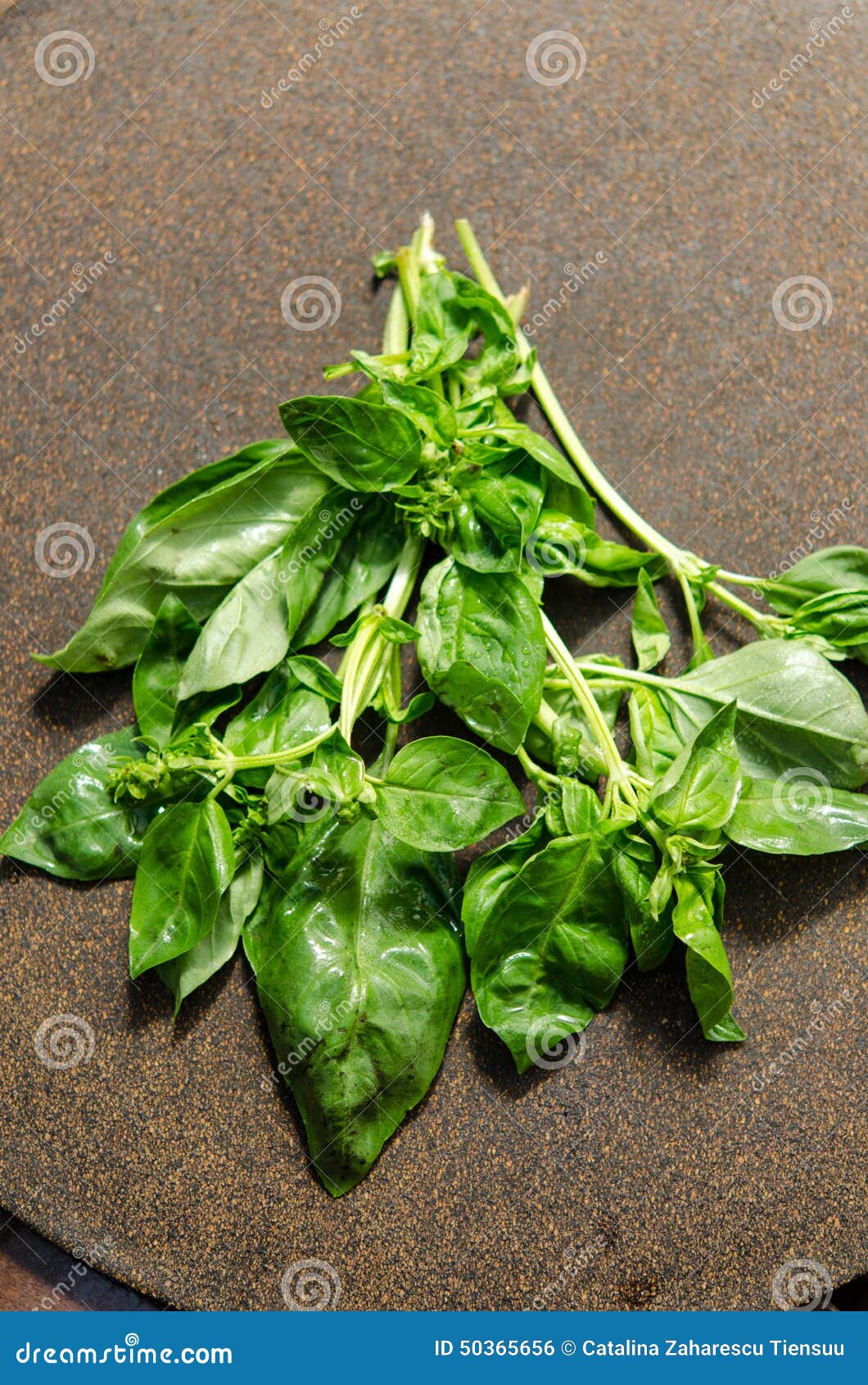 Genovese basil bunch stock photo. Image of drops, vegetarian - 50365656