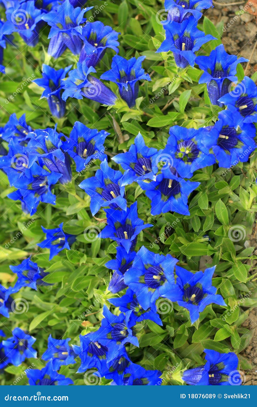 Gentian stock image. Image of seasonal, garden, fresh - 18076089