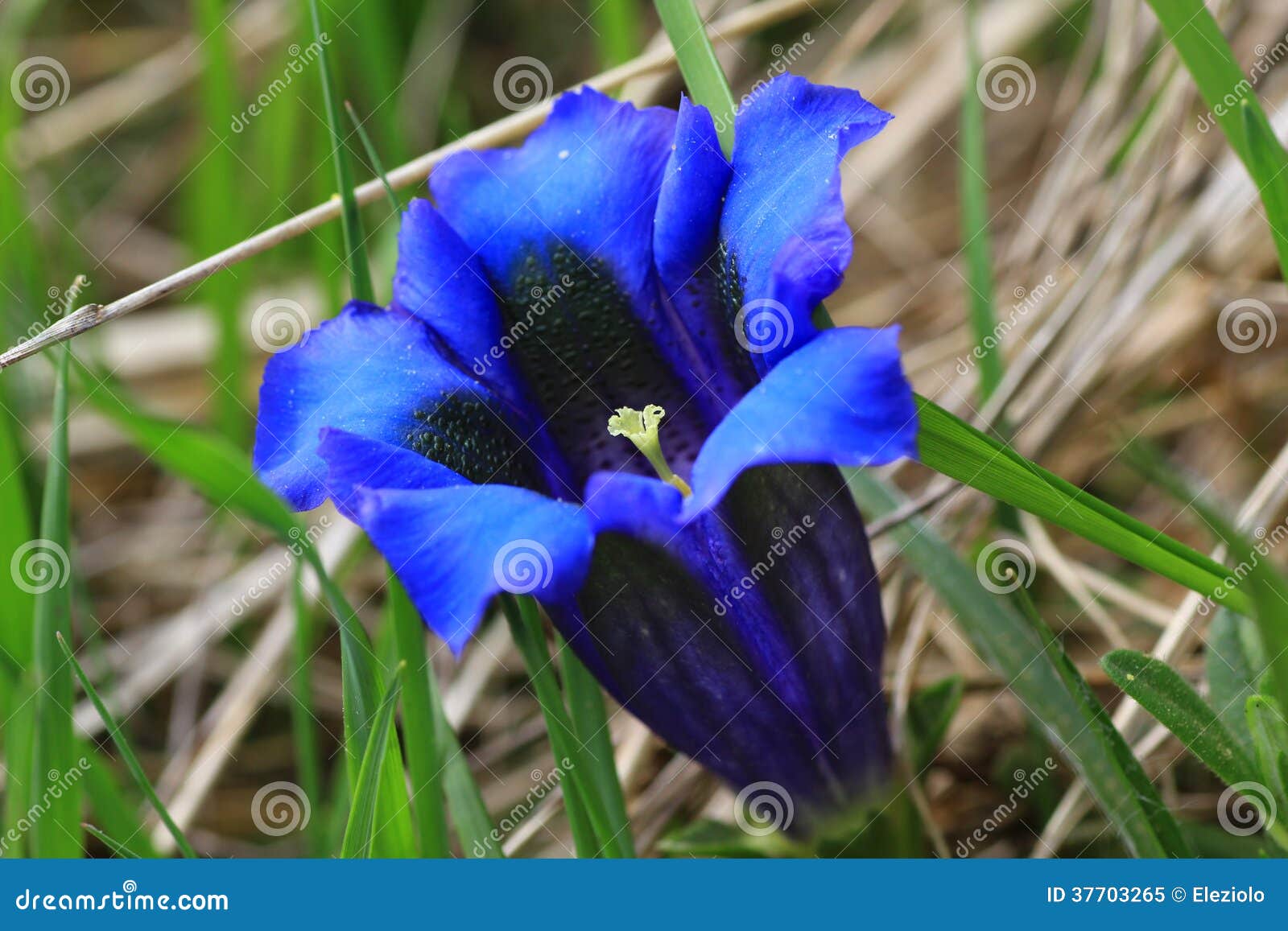 Gentian stock image. Image of spring, meadow, flowers - 37703265