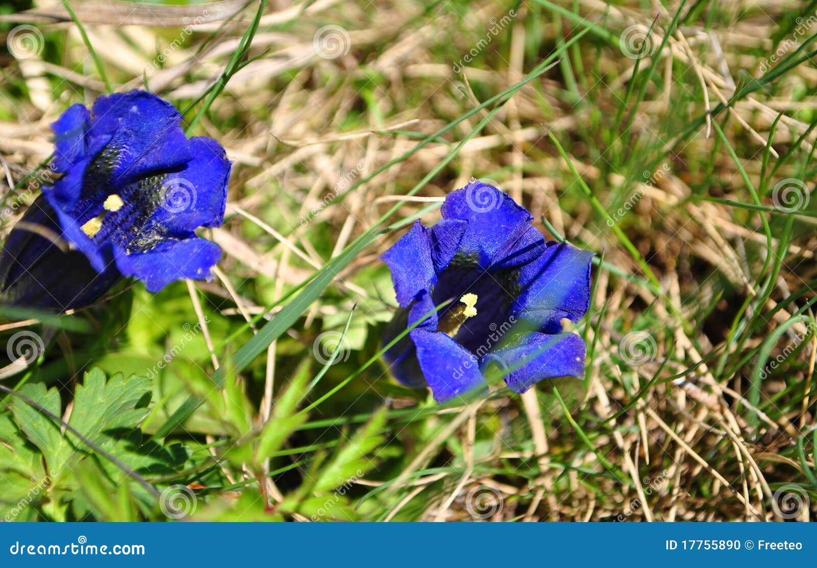 Gentian flower stock photo. Image of italy, mountain - 17755890