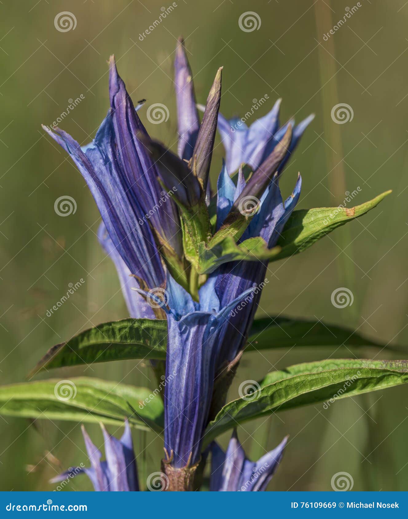 Gentian Flower in Krkonose Mountains Stock Image - Image of green ...