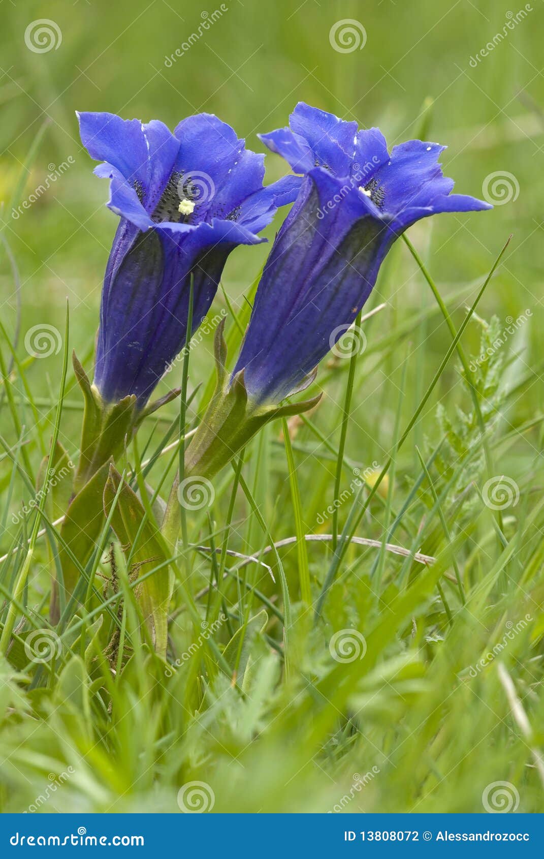 Gentian flowers stock photo. Image of green, ecology - 13808072