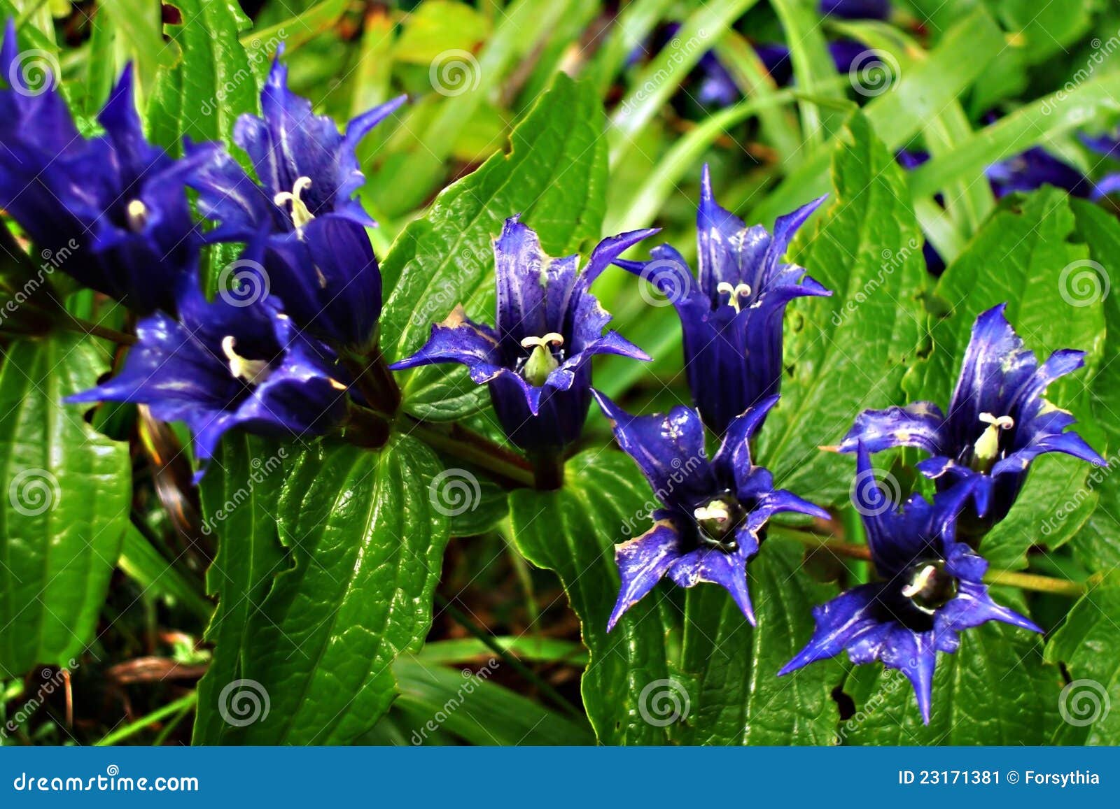 Gentian flowers stock image. Image of flora, detail, plant - 23171381
