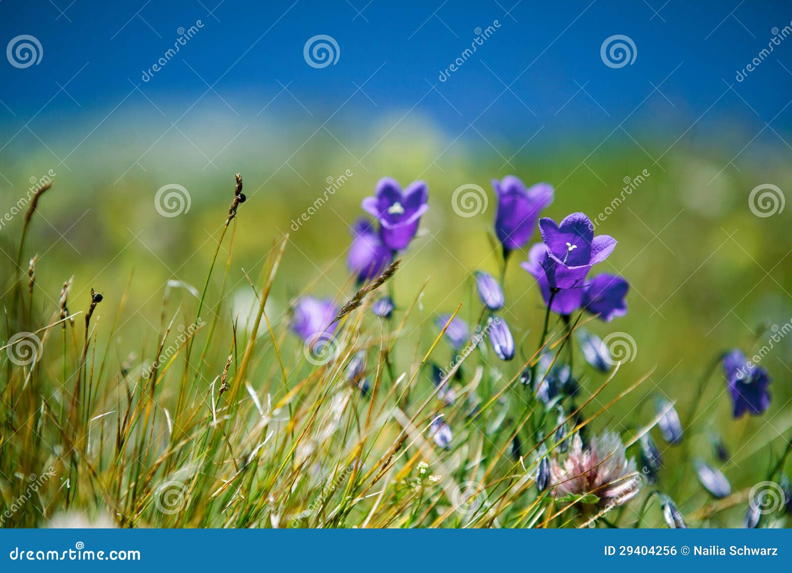Gentian Flowers stock photo. Image of alpine, pasture - 29404256