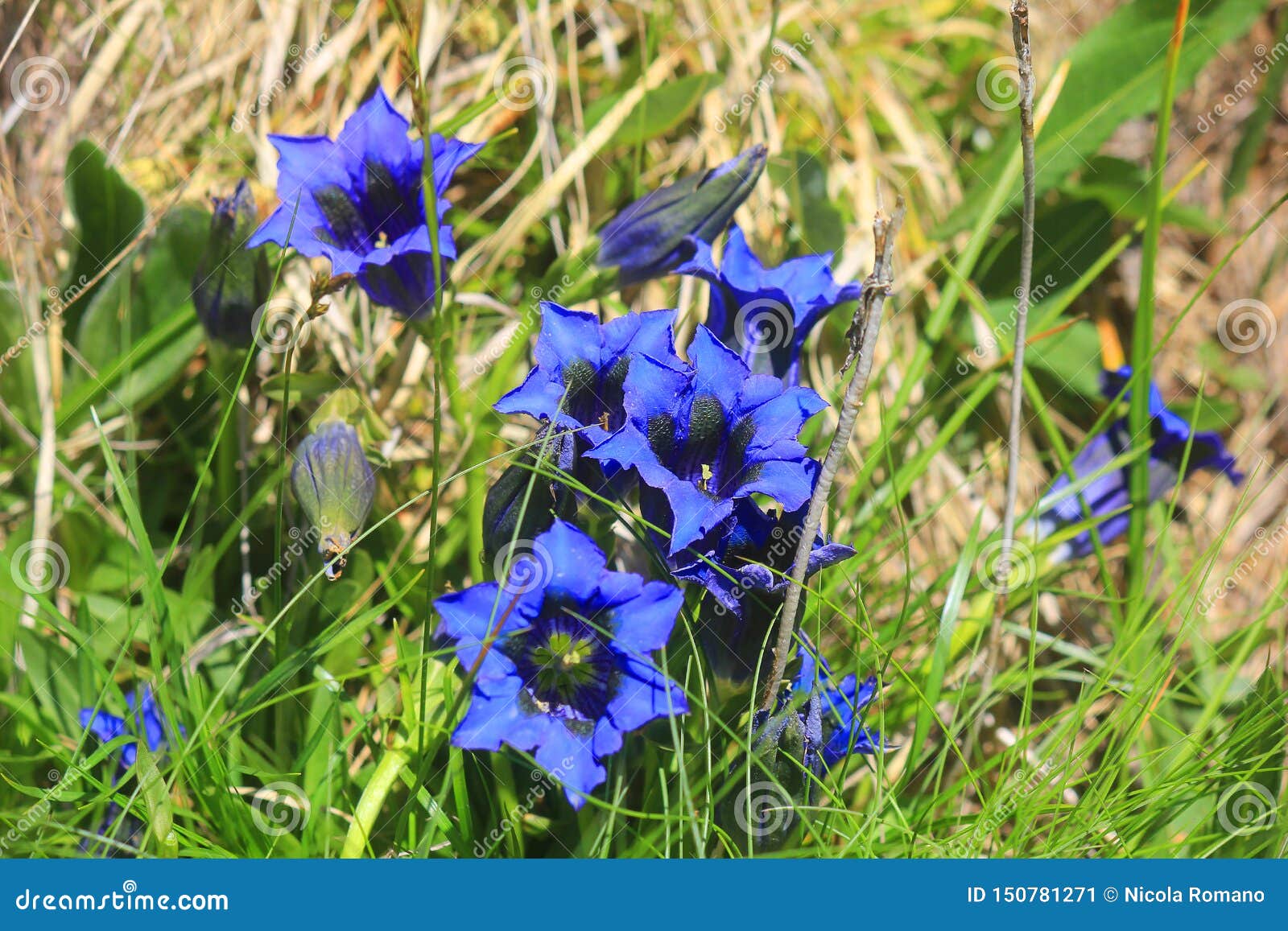Gentian Flowers in the Meadow Stock Image - Image of flowers, meadow ...