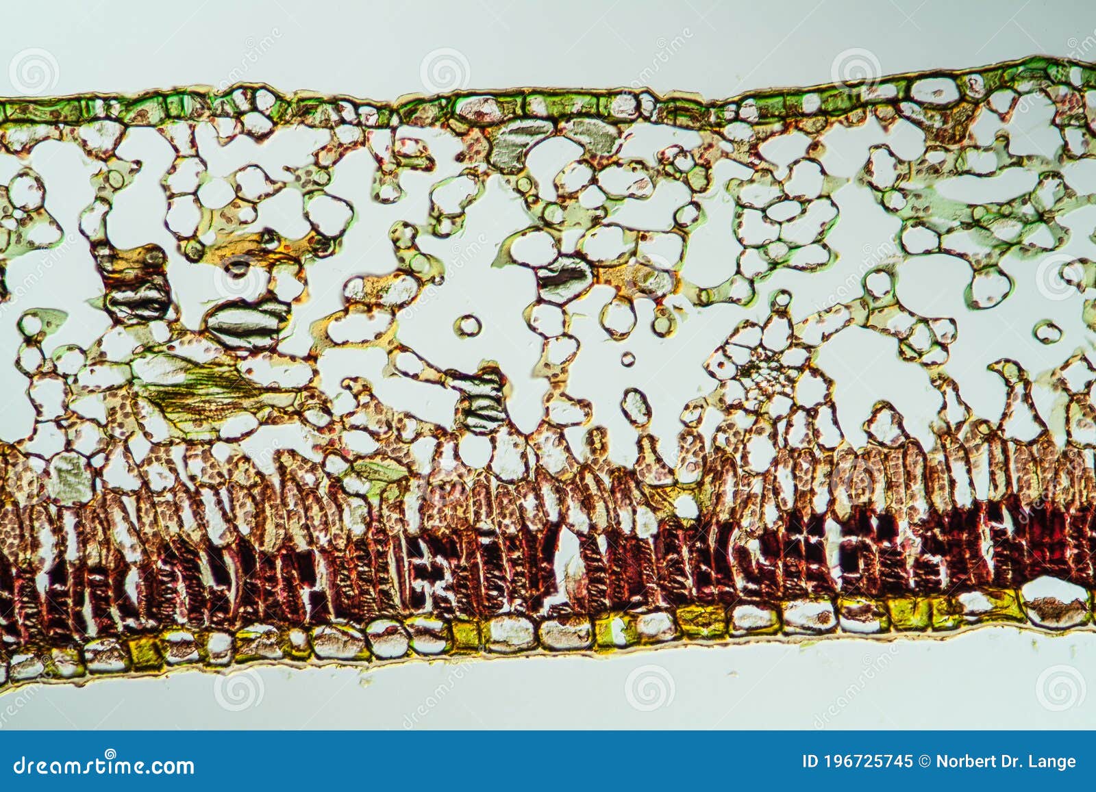 Gentian leaf stock image. Image of water, 200x, pipe - 196725745