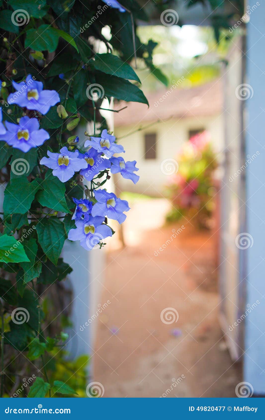 Gentian stock image. Image of flower, floral, blossom - 49820477