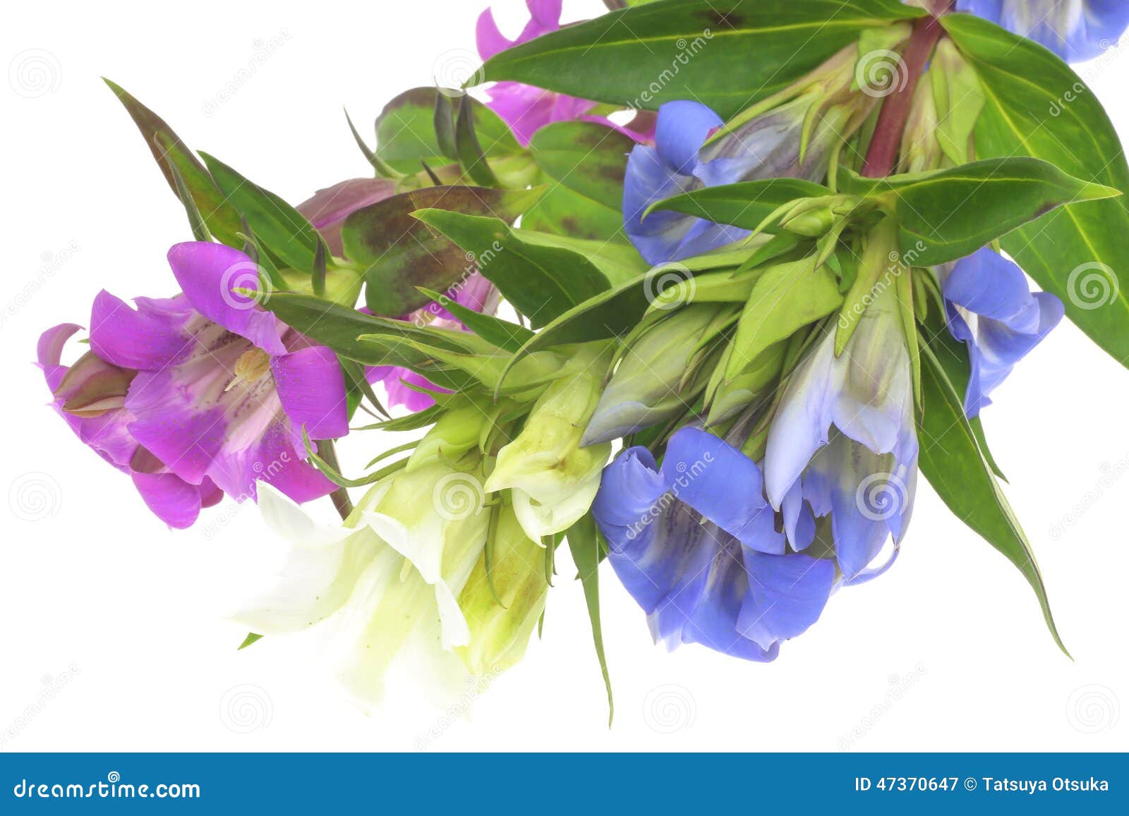 Gentian in a White Background Stock Image - Image of color, multi: 47370647