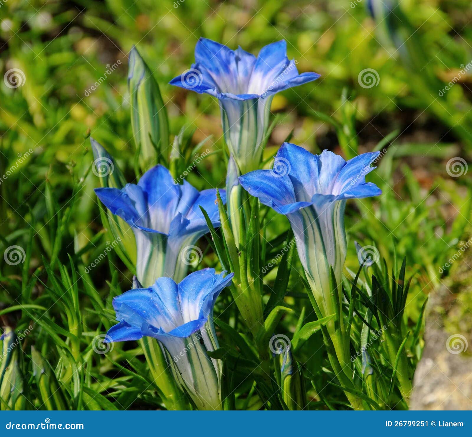 Gentiana stock image. Image of wild, limestone, bloom - 26799251