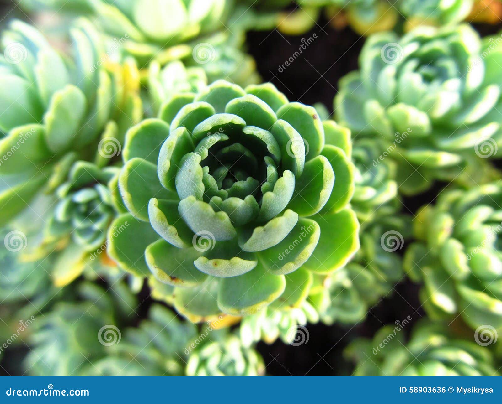 Gentiana foto de archivo. Imagen de hojas, detalle, crecimiento - 58903636