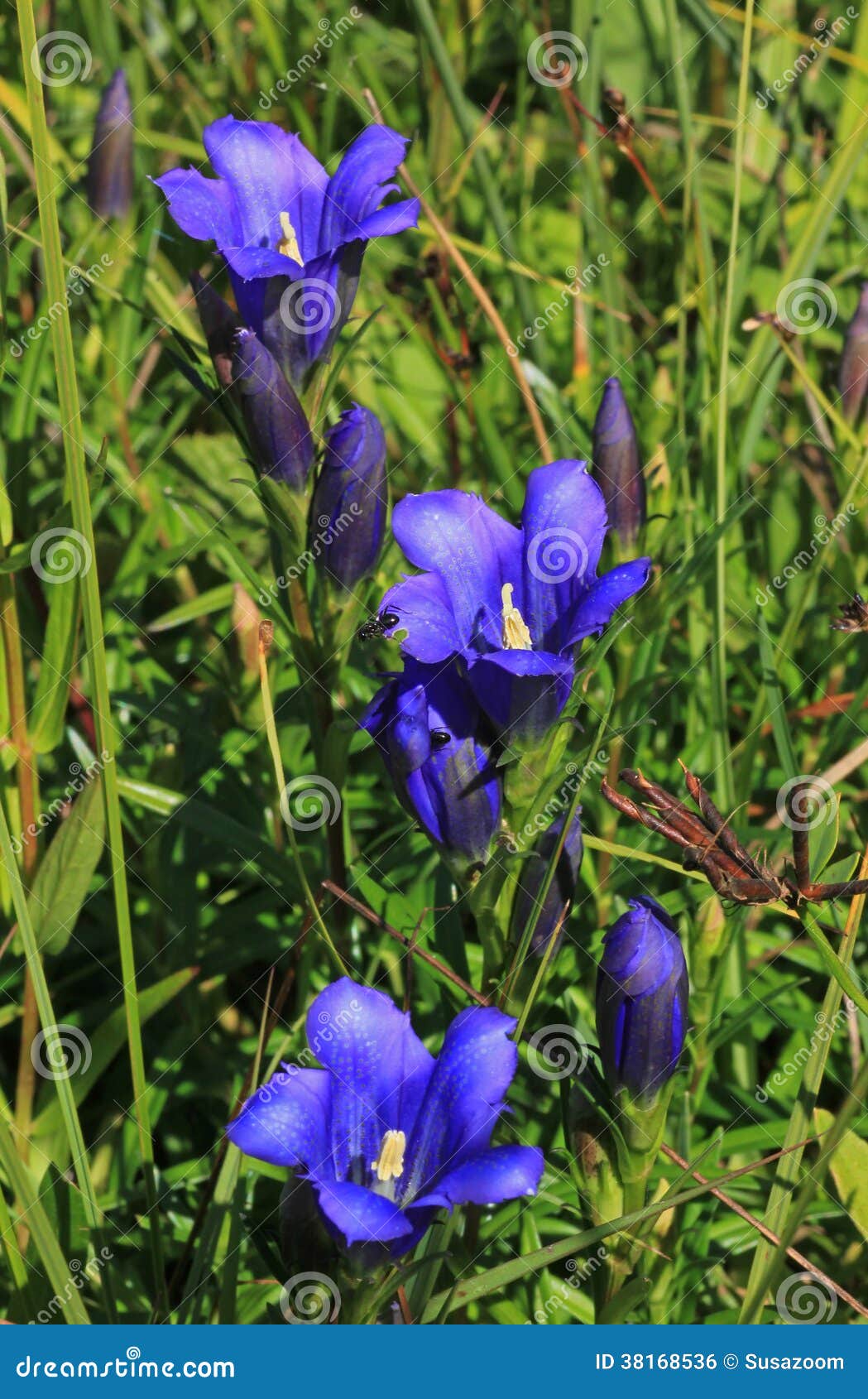 Gentiana Alpina on Alpine Meadow Stock Photo - Image of blue ...