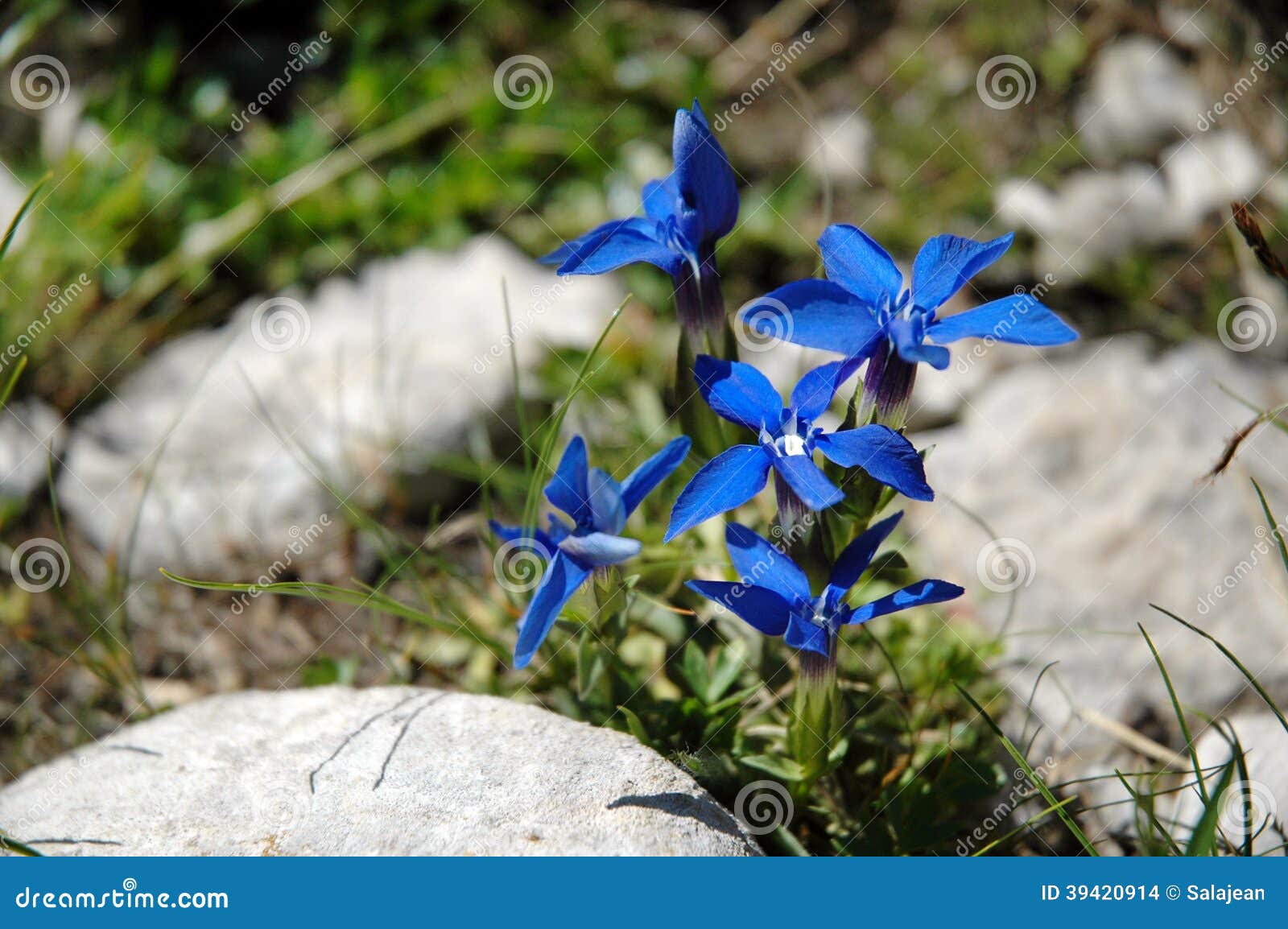 Gentiana flower stock photo. Image of blue, macro, growth - 39420914