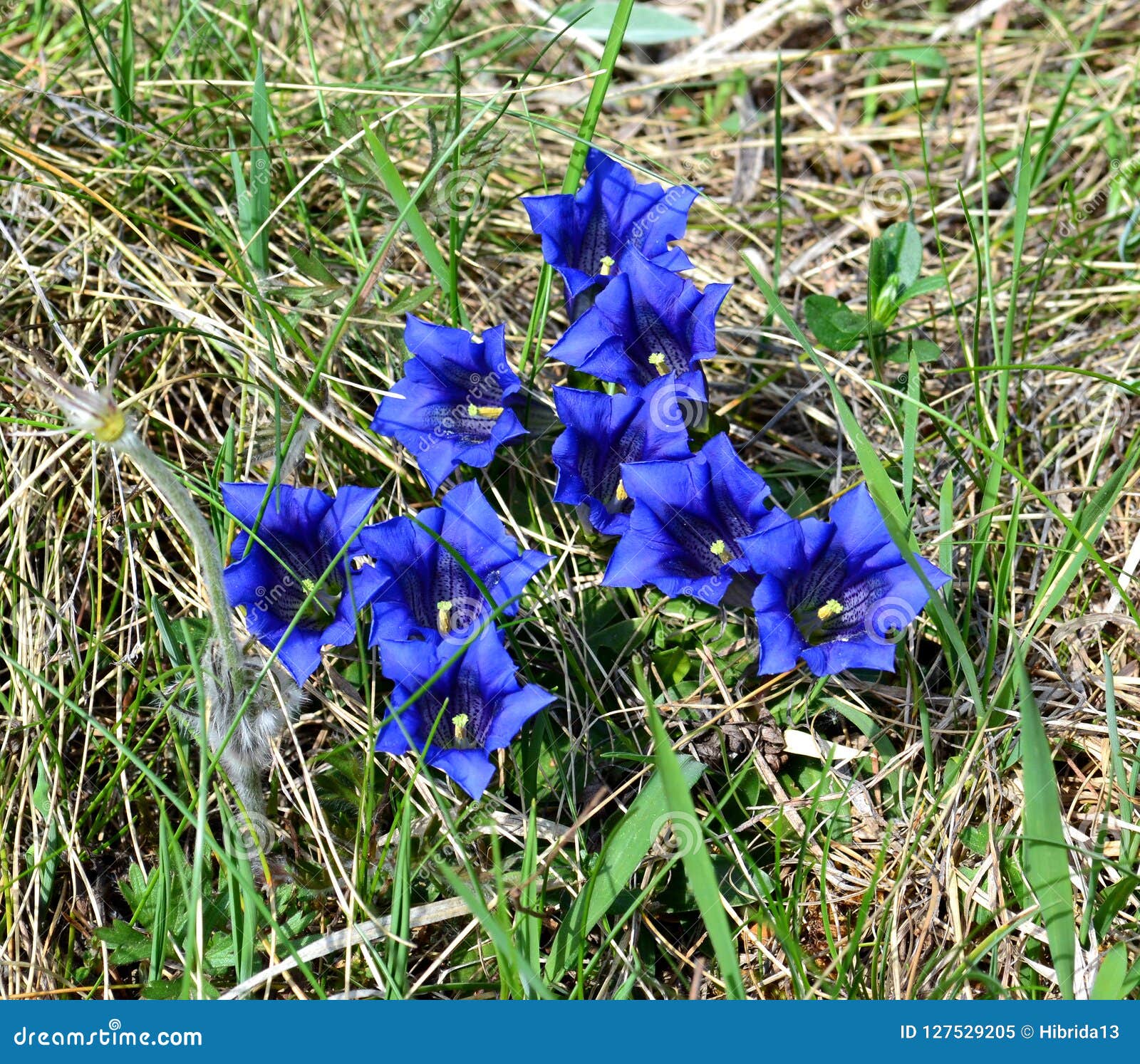 787 Gentiana Flowers Photos - Free & Royalty-Free Stock Photos from ...