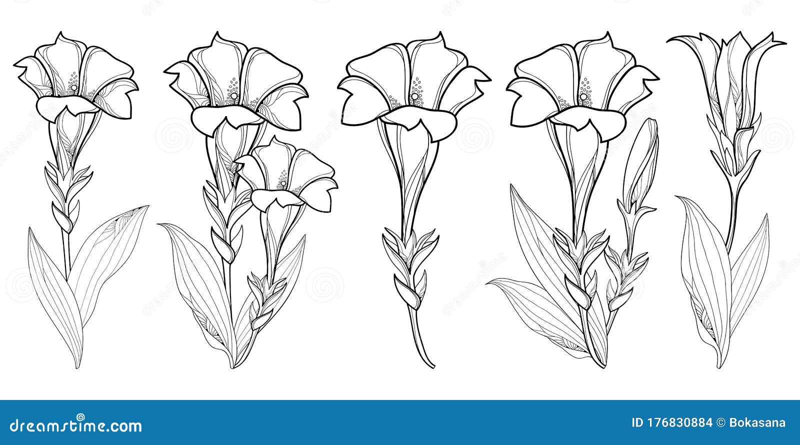 Gentian Flower. Montain Wildflower. Hand Drawn Sketch. Vector Drawing ...