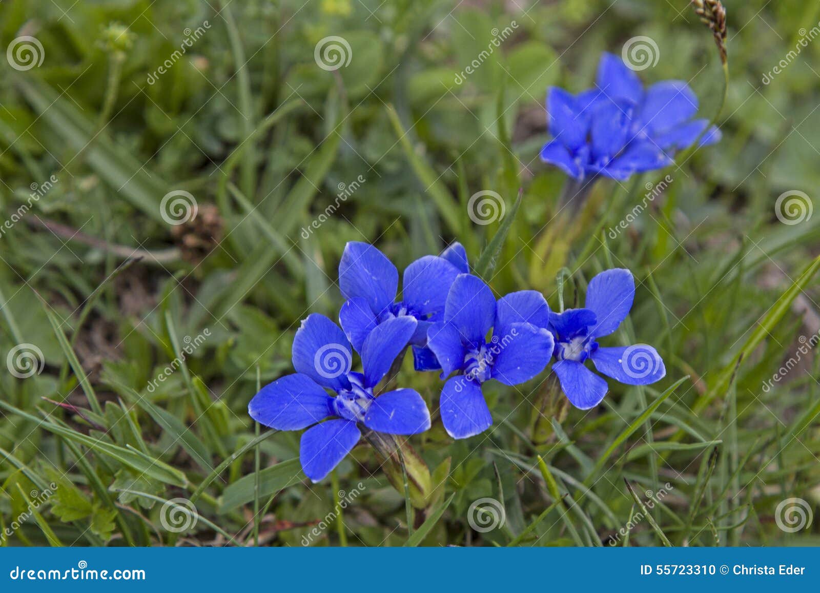 Gentiana verna stock photo. Image of gentian, gentiana - 55723310