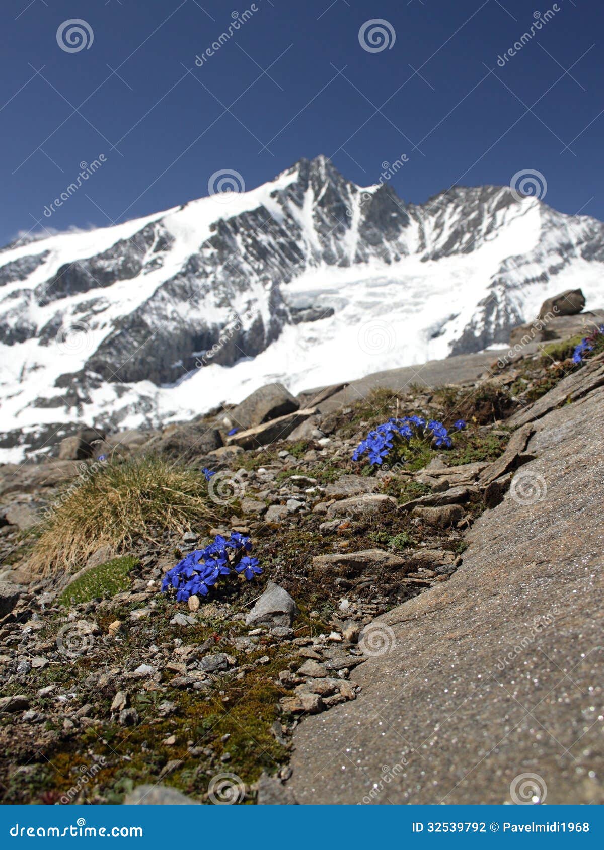 Gentiana Verna - Spring Gentian Stock Photo - Image of rock, landscape ...