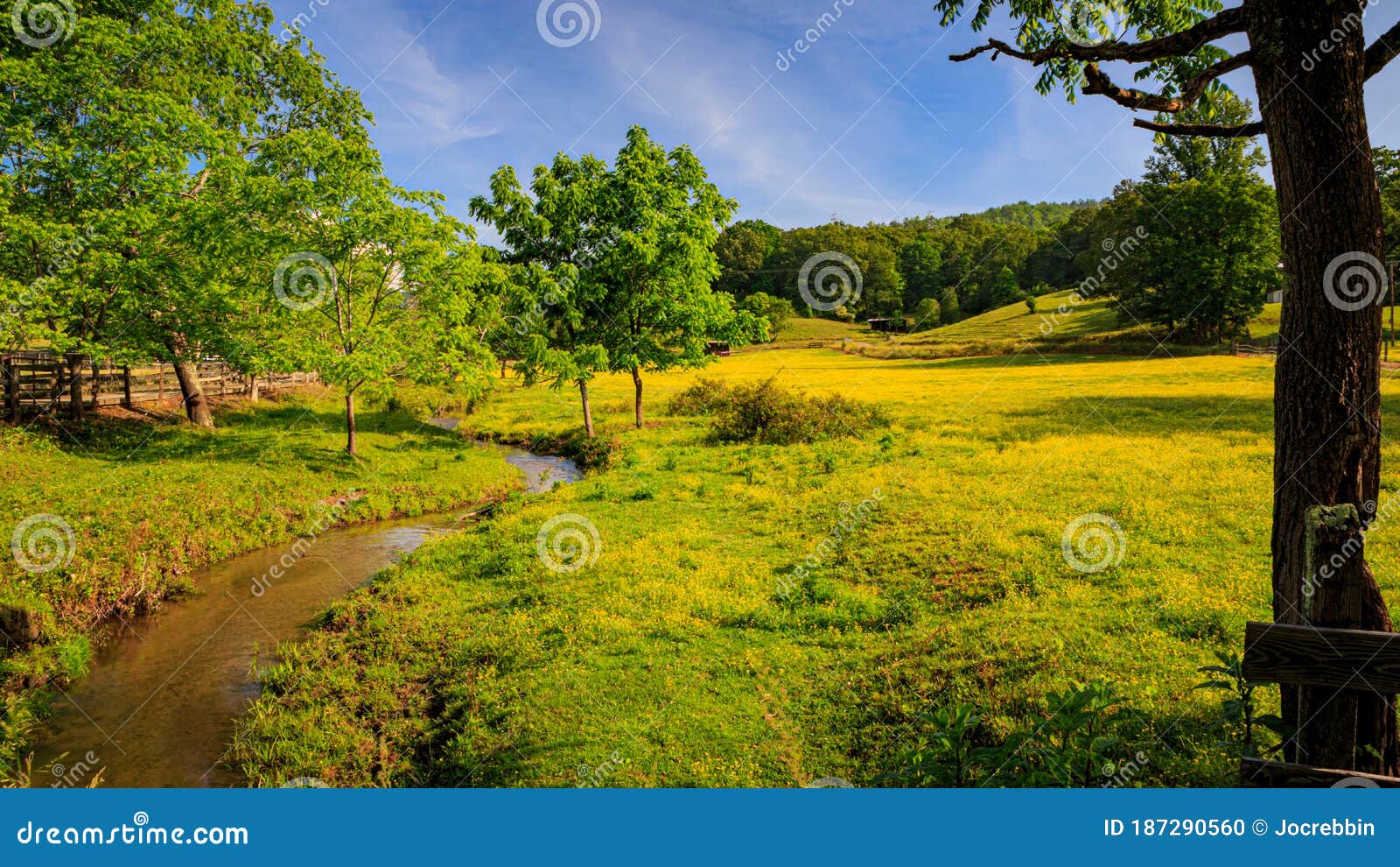 Gentle Babbling Brook Wanders through Fields of Buttercups Stock Photo ...