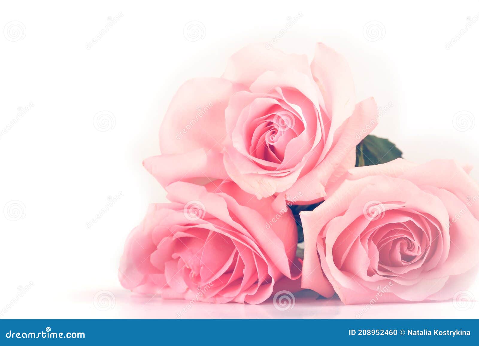 Gentle Background of Pink Roses Stock Photo - Image of closeup, color ...