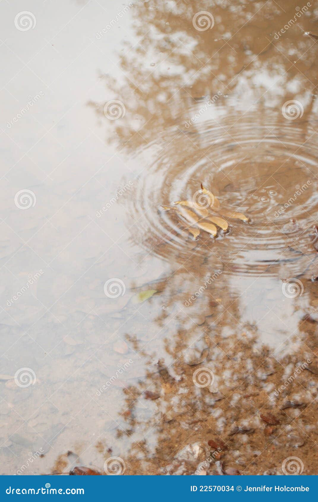 A Gentle Beige Rain Puddle with Rings Stock Photo - Image of reflection ...