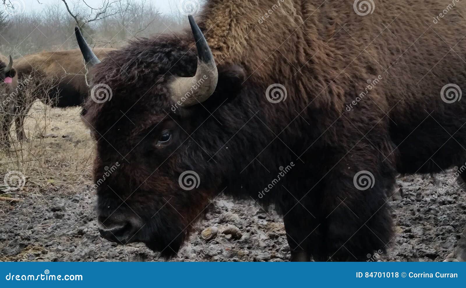 Gentle Ben stock photo. Image of bison, ranch, buffalo - 84701018
