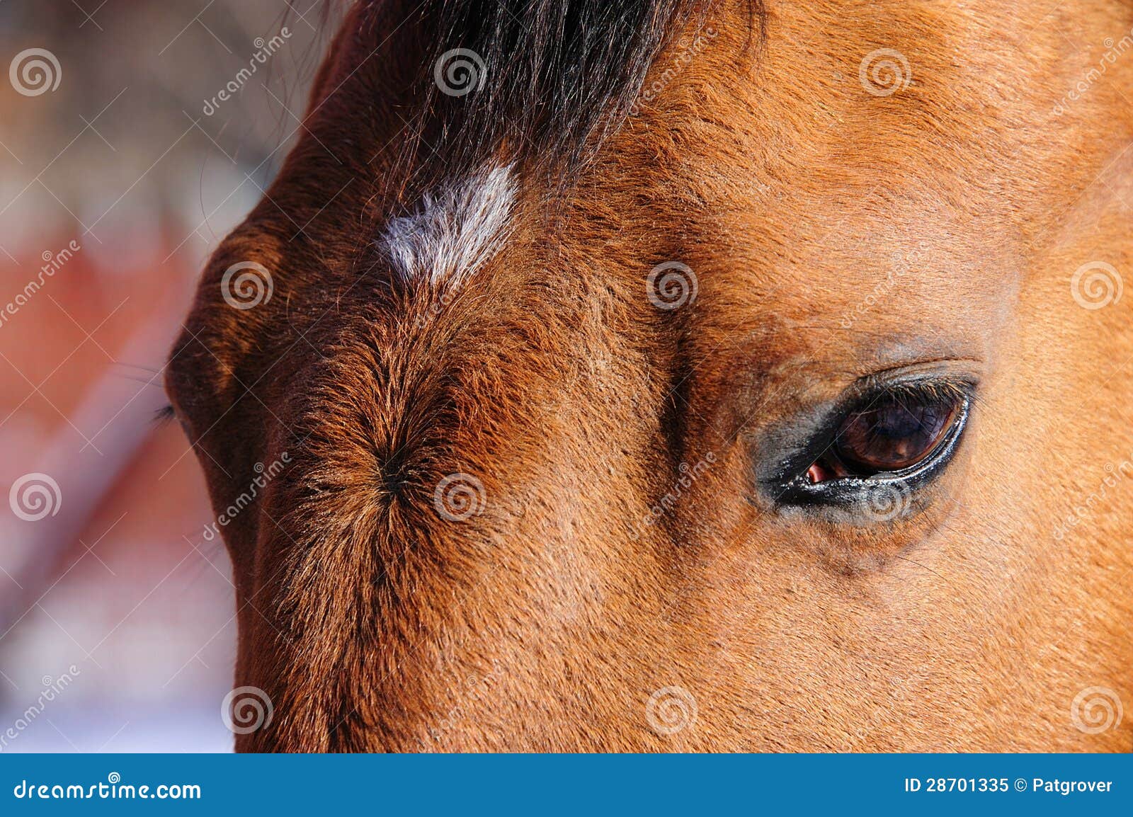 Gentle Brownie s Eyes stock image. Image of brown, frost - 28701335