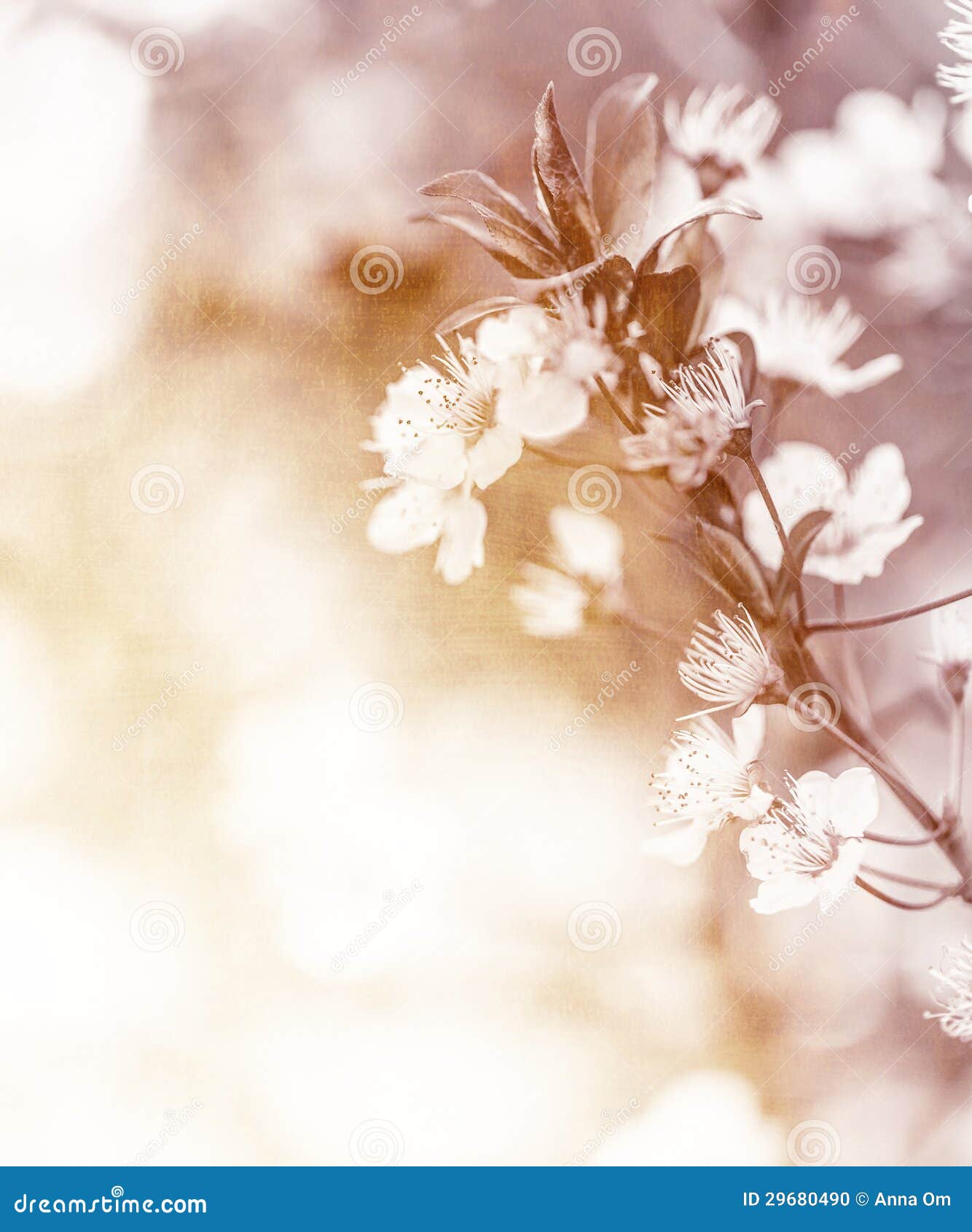 Gentle cherry flowers stock photo. Image of grunge, apple - 29680490