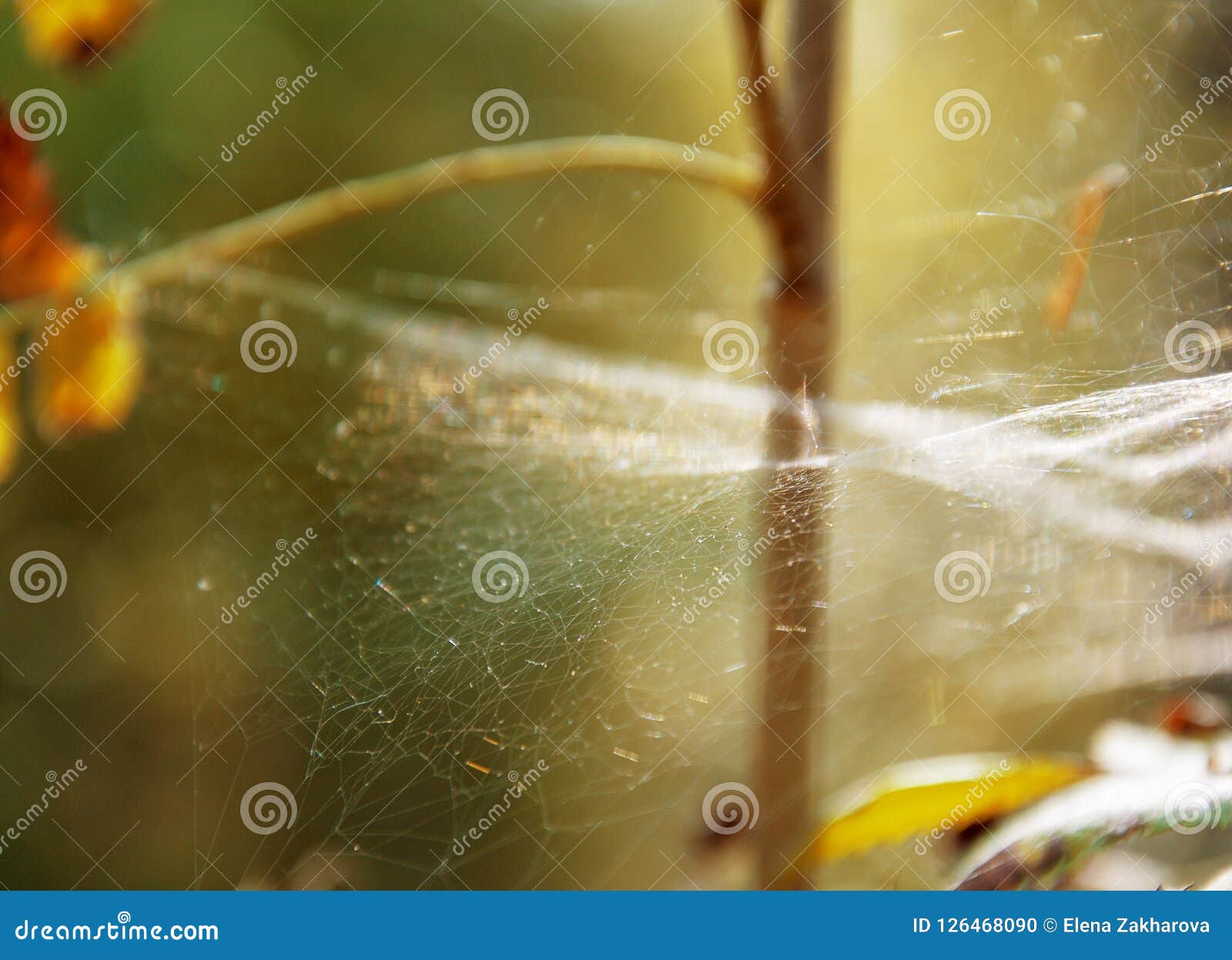 A Gentle Cobweb in an Autumn Forest Stock Photo - Image of beautiful ...