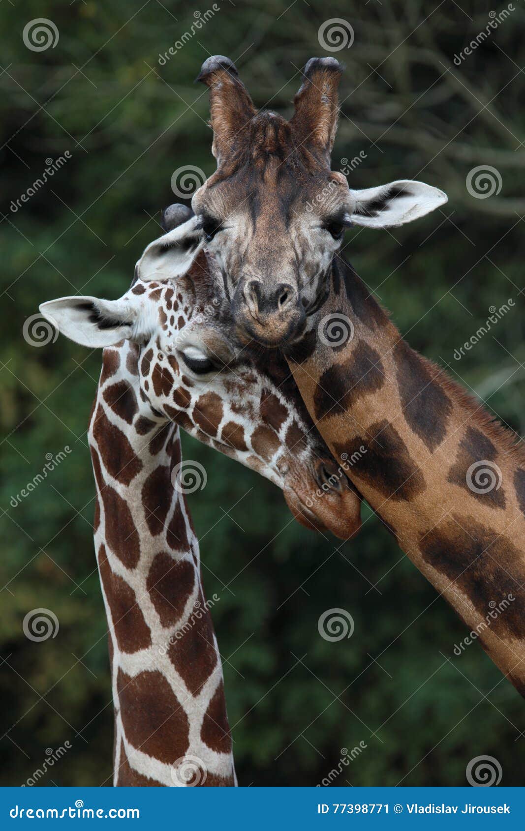 Gentle Courtship of Two Giraffes Stock Image - Image of giraffe, long ...