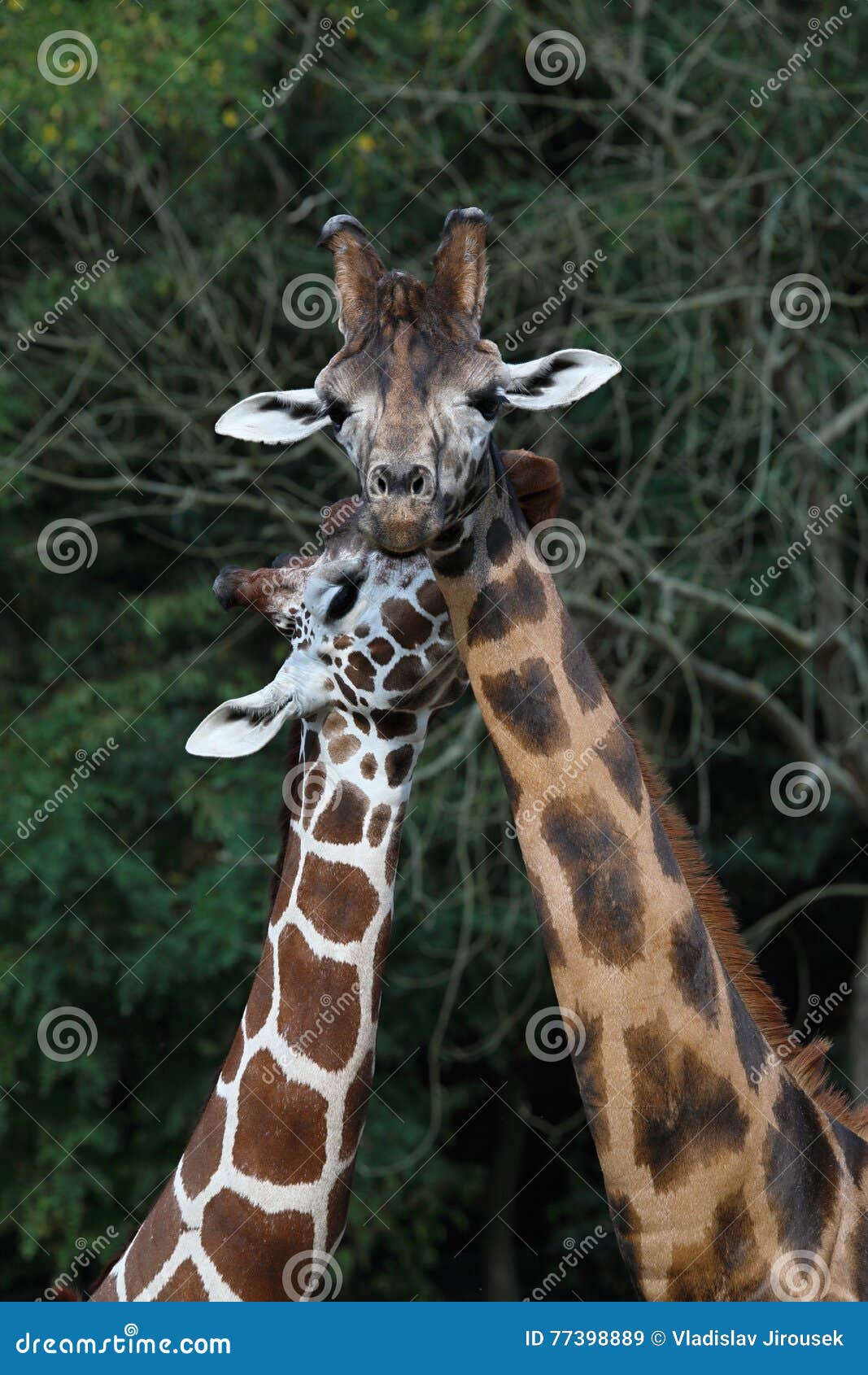 Gentle Courtship of Two Giraffes Stock Image - Image of animals ...