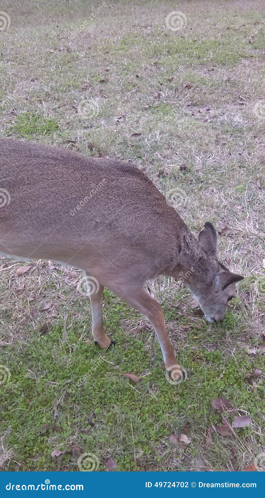 Gentle deer stock photo. Image of deer, baby, gentle - 49724702
