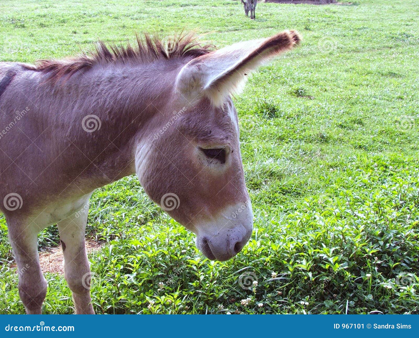 Gentle Donkey stock image. Image of grass, donkey, gentle - 967101