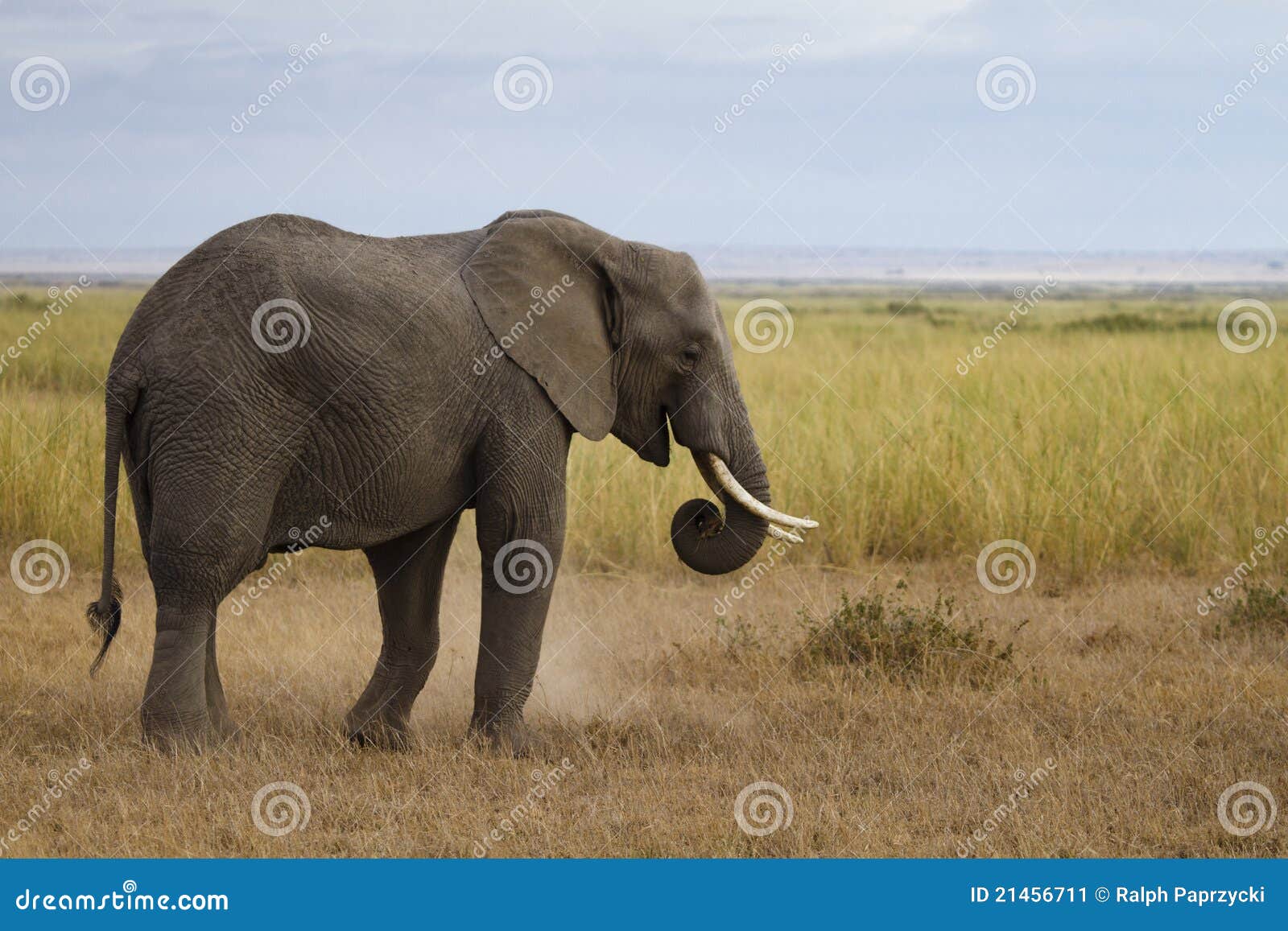 Gentle elephant eating stock image. Image of national - 21456711