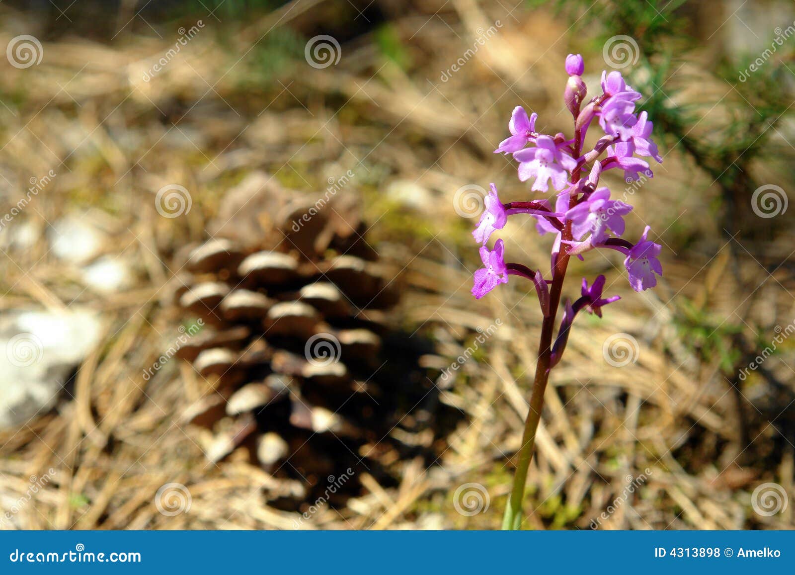 Gentle flower stock photo. Image of fresh, nature, scenery - 4313898