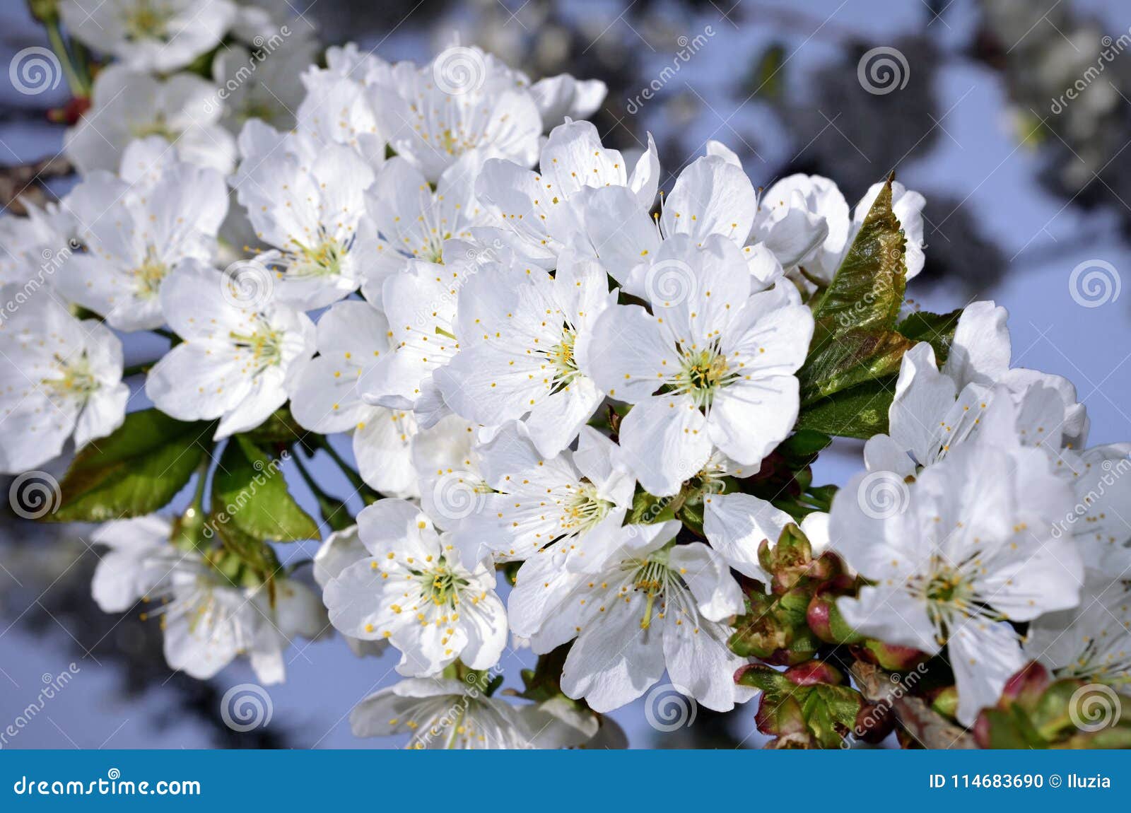 Gentle Flowers Fruit Trees in a Spring Sunny Stock Photo - Image of ...