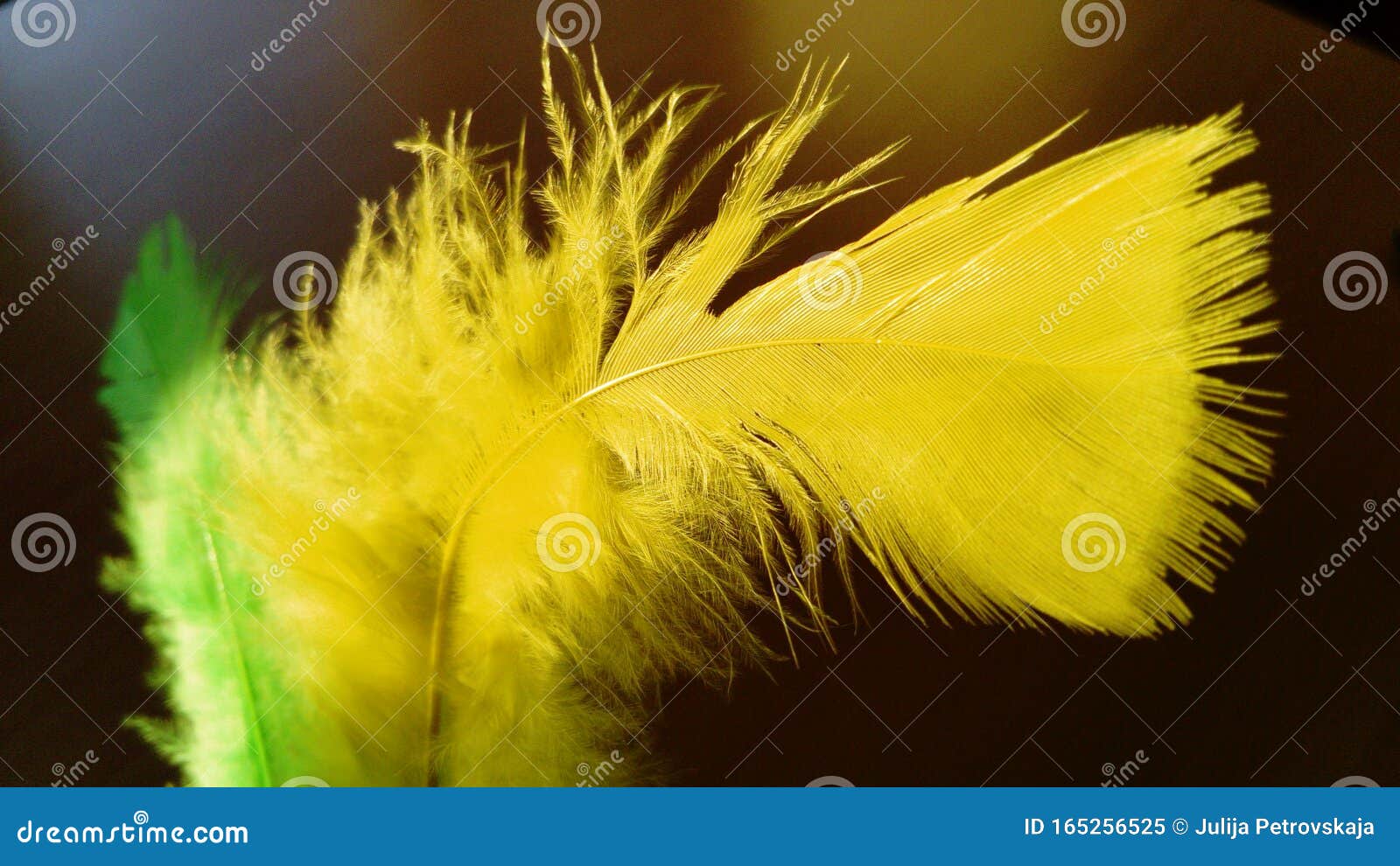Gentle Fluffy Feathers on a Dark Background. One Feather is Bright ...