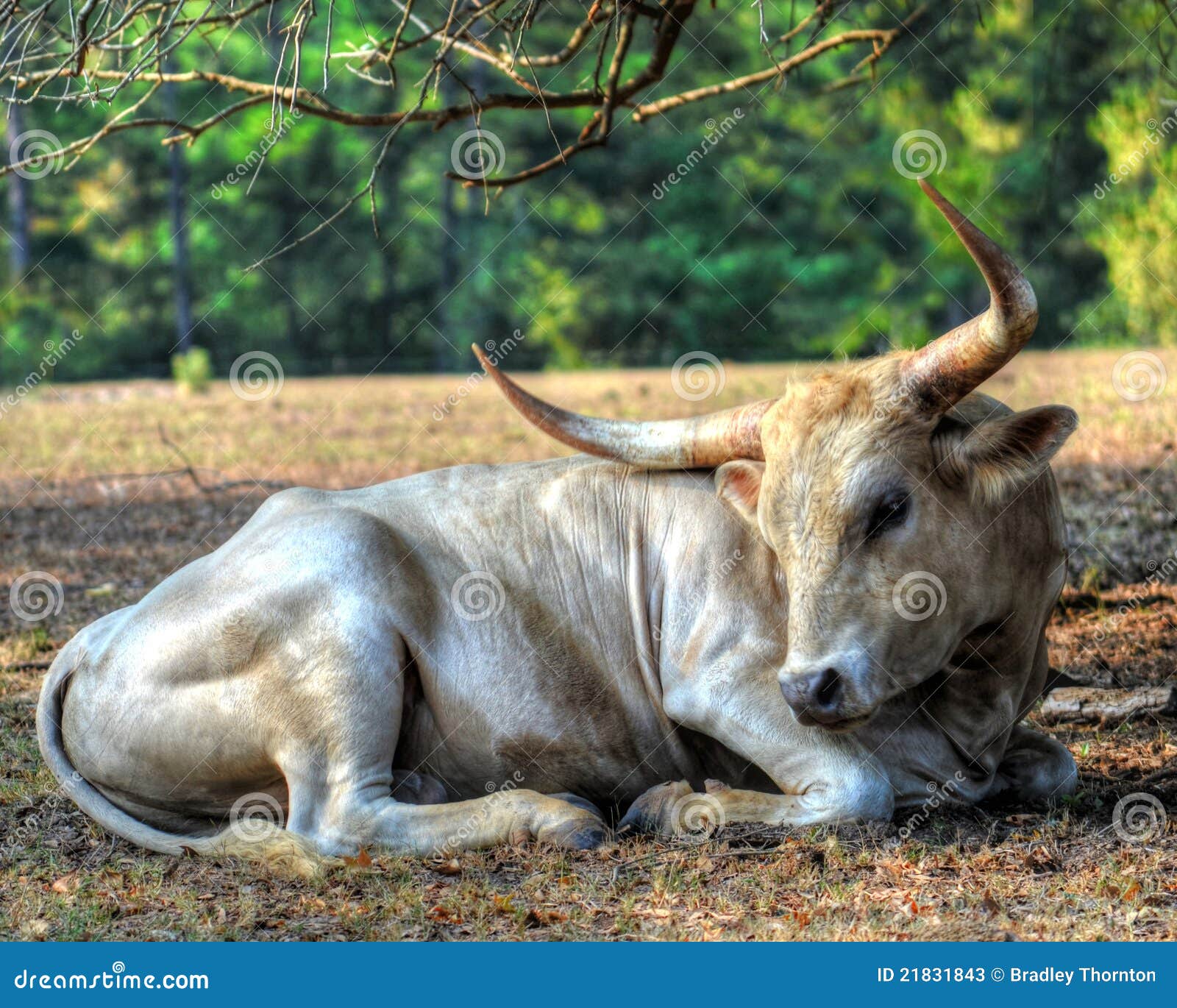 Texas Lonhorn Cattle - Gentle Giant Stock Image - Image of rodeo ...