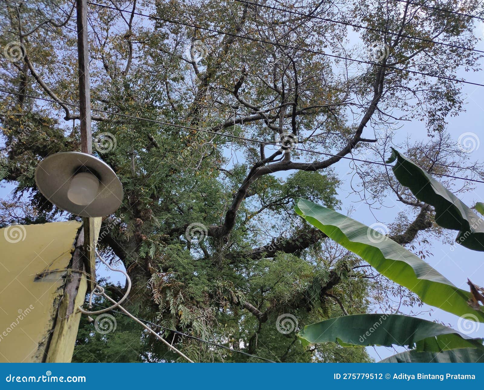 Gentle Glow of Nature: Serene Tree Silhouette Against Darkened Lights ...