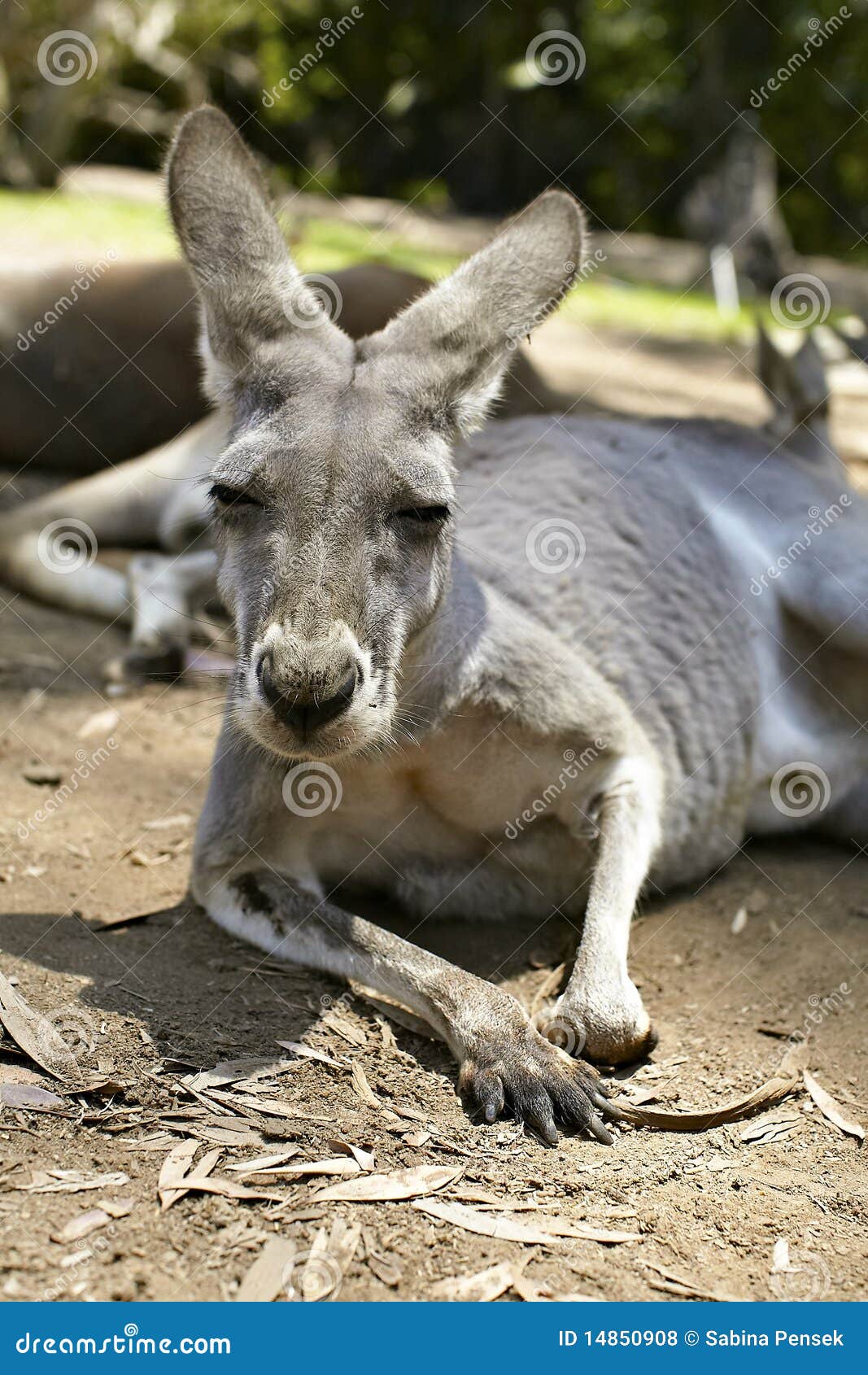 Gentle Kangaroo Lying on the Ground Stock Photo - Image of beautiful ...