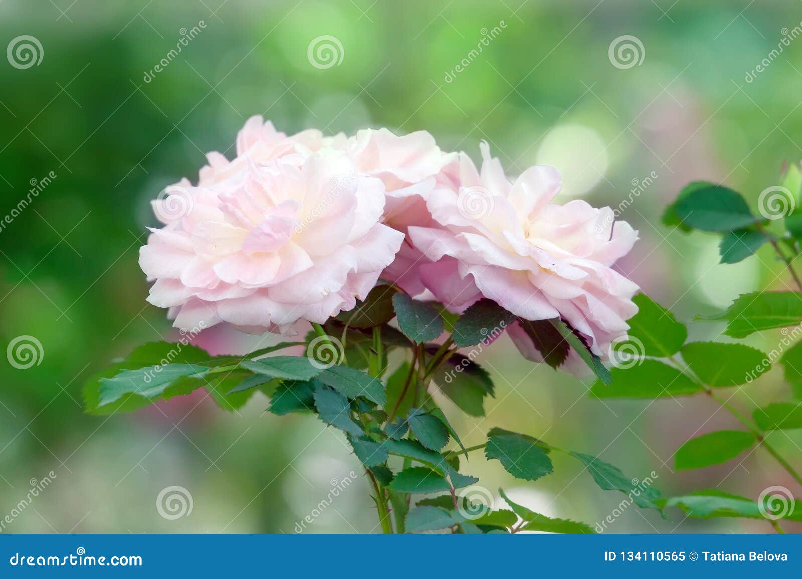 Gentle Light Pink Roses on Blurred Background Stock Image - Image of ...
