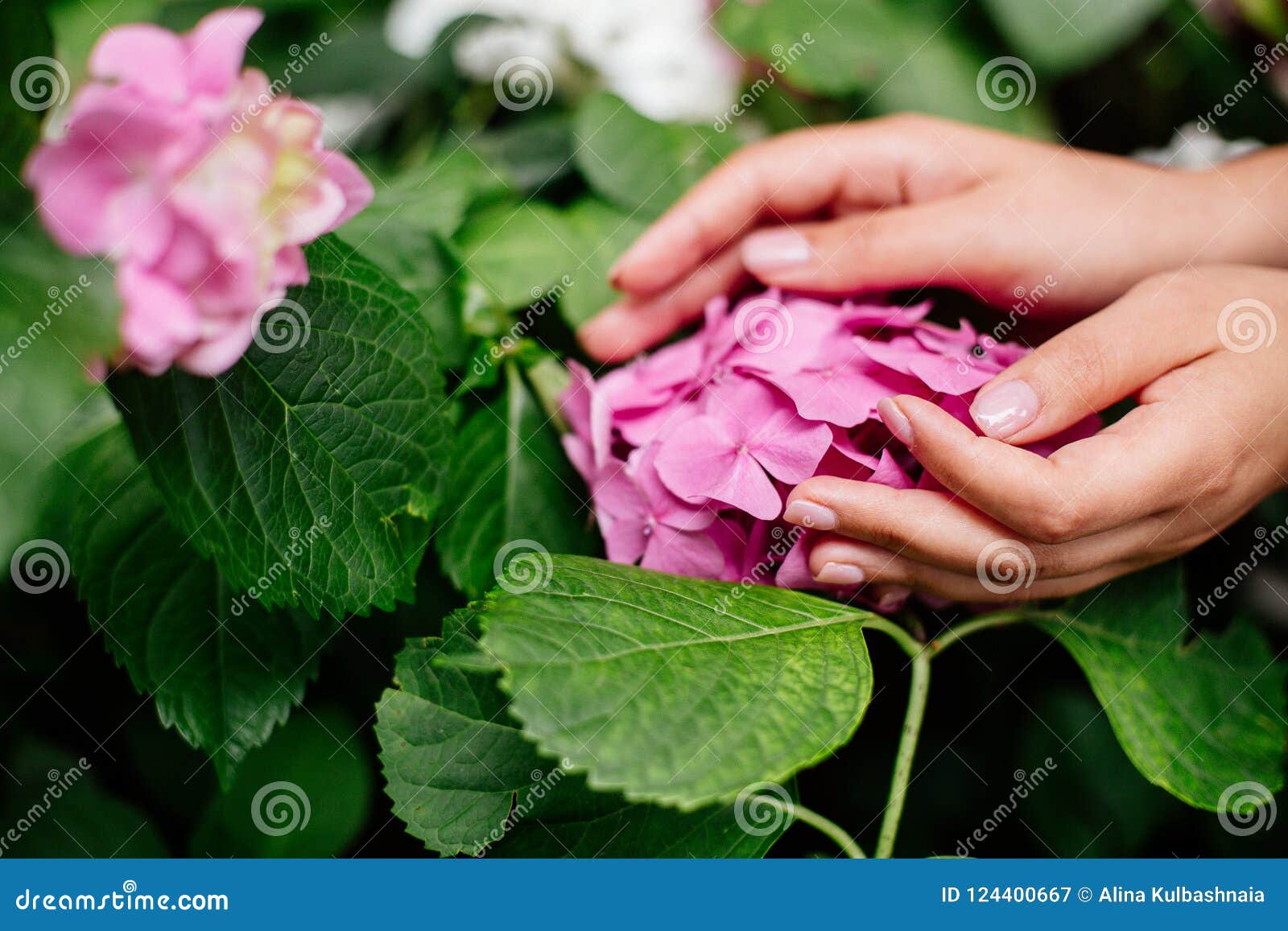 Gentle Manicure and Hydrangea. Stock Image - Image of manicure, girl ...