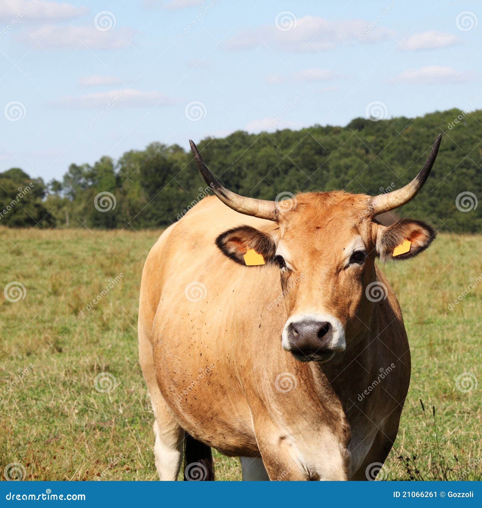 Gentle Parthenaise Cow Evening Light Stock Image - Image: 21066261