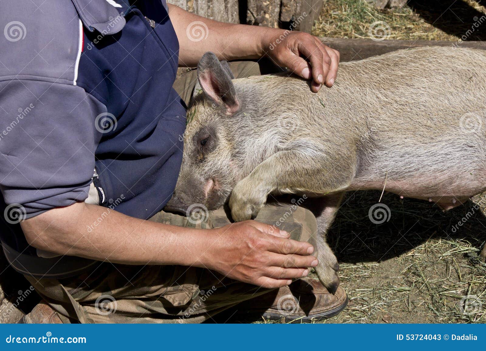 Gentle pig. stock image. Image of happiness, people, relaxed - 53724043