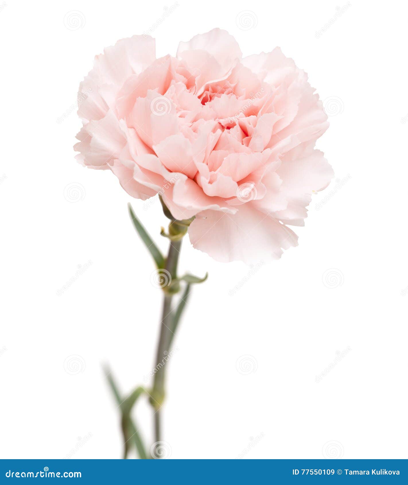 Gentle Pink Carnation Flower Stock Image - Image of caryophyllus, plant ...