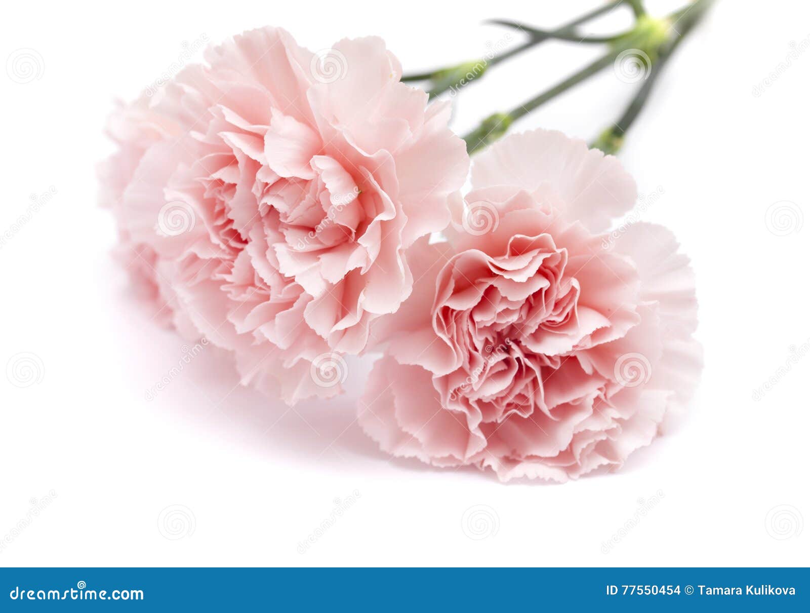 Gentle Pink Carnation Flower Stock Photo - Image of beautiful, pastel ...