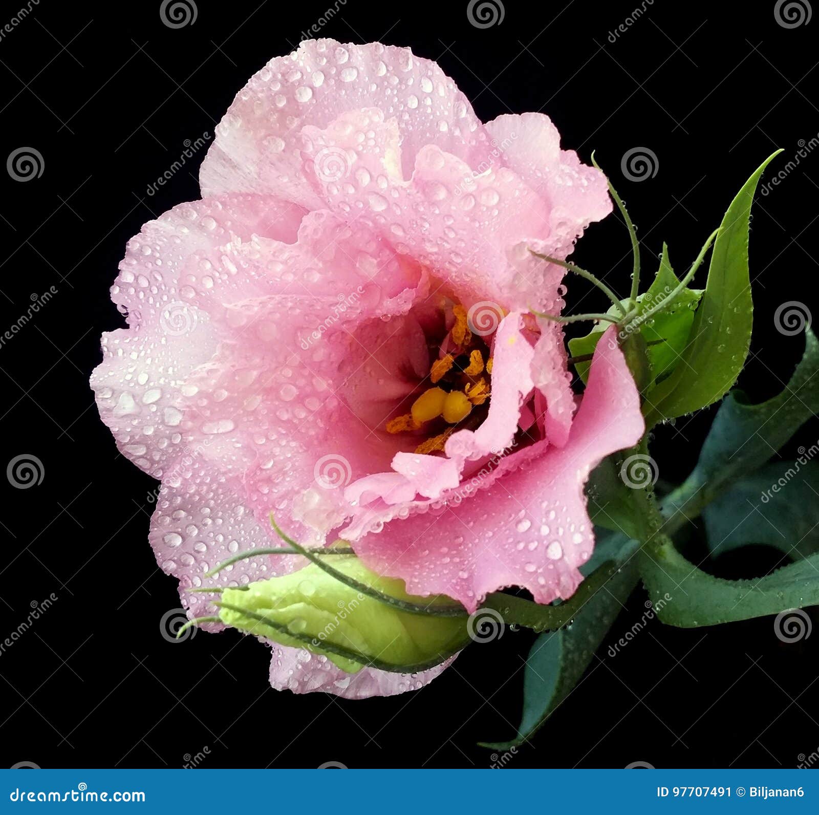 Gentle pink flower stock image. Image of gentle, close - 97707491