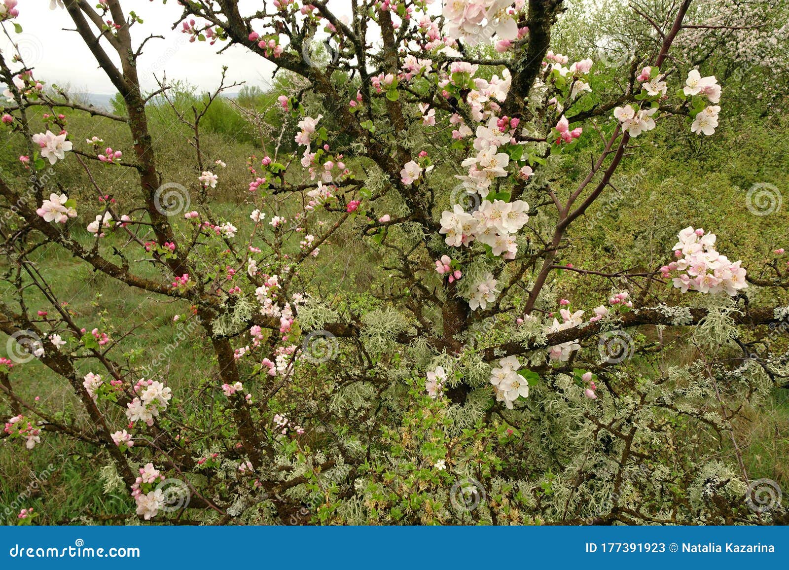 Gentle Pink Flowering Apple Trees in the Mountains Stock Image - Image ...